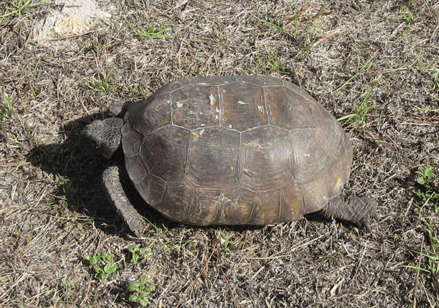 ITB07112400000185 - Gopher Tortoise Relocation - Airport